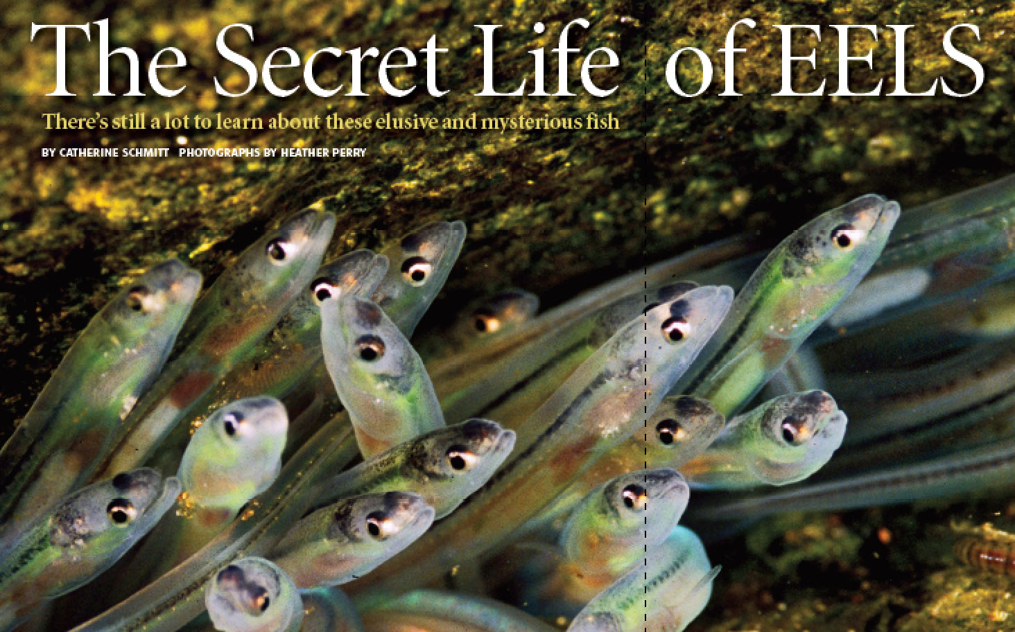 The Secret Life of Eels – Catherine Schmitt