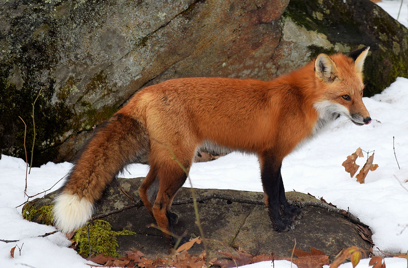 Red Fox: A (Brief) Natural and Social History – Catherine Schmitt