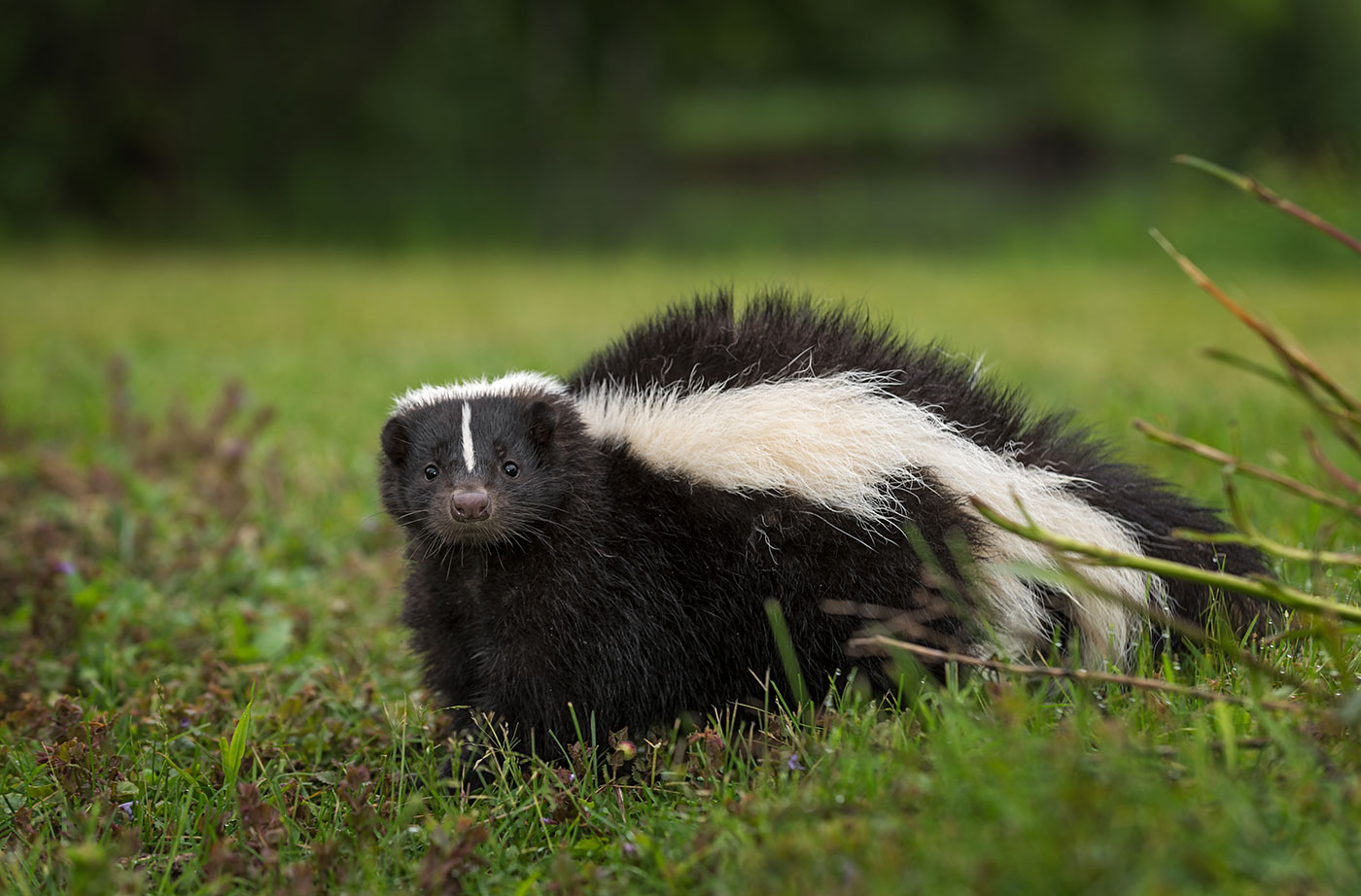 Creature Feature: Striped Skunk – Catherine Schmitt