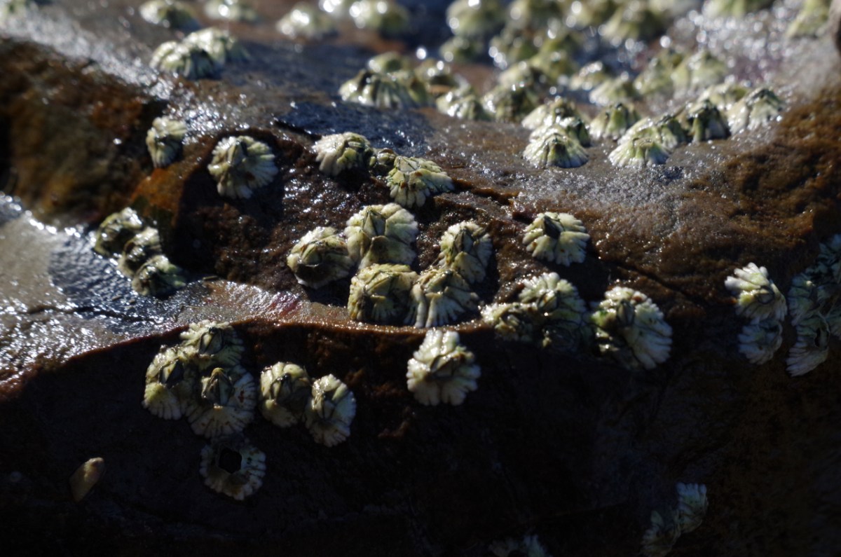 A new age of barnacles – Catherine Schmitt